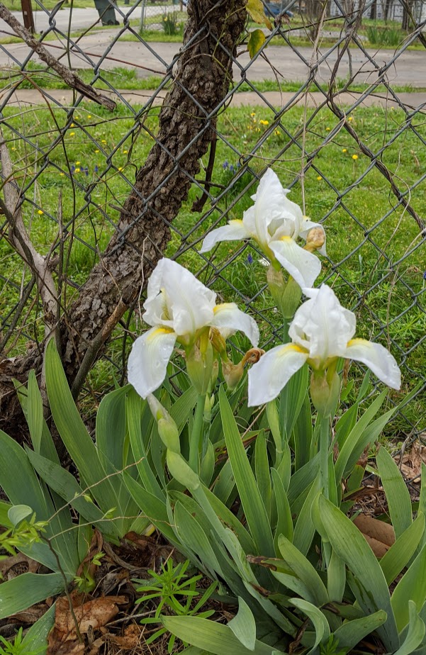 Celebrating Spring – Happy Easter – Maryann Writes