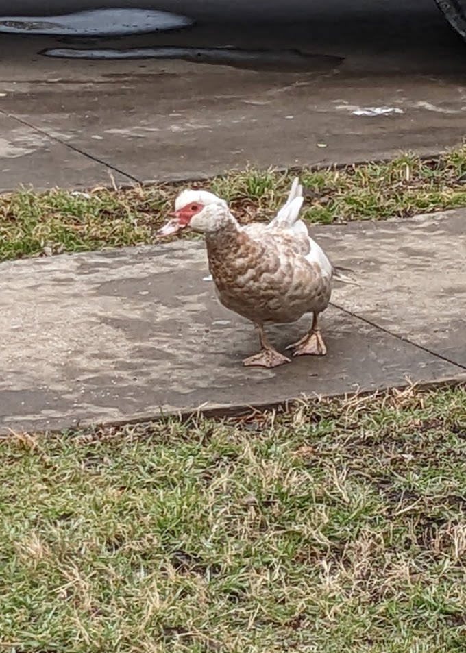 Funny Twitter Trends – Maryann Writes